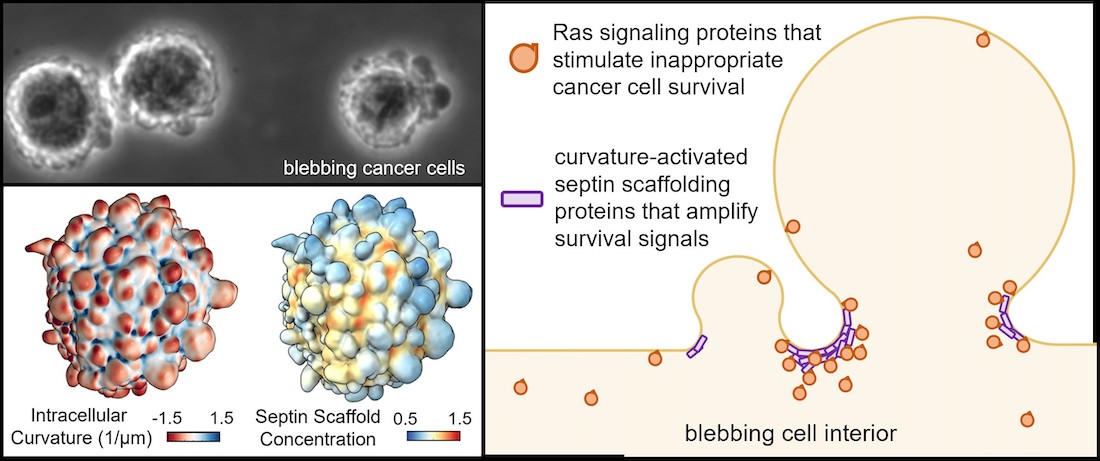UT Southwestern Study: Cell Membrane ‘blebs’ Could Hold New Targets for ...