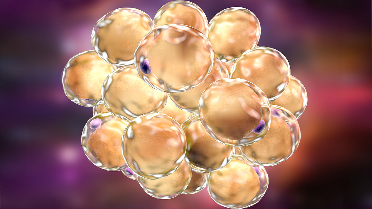 Study suggests key to antipsychotic drug-induced obesity - UT ...