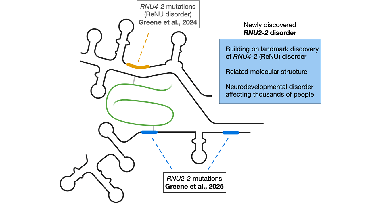 Landmark Study Identifies New Genetic Cause of Neurodevelopmental ...