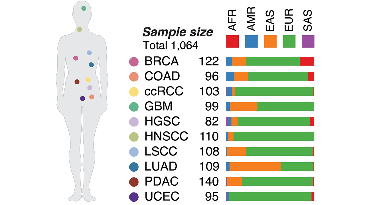 Study Reveals How Inherited Genes Help Shape the Course of Cancer ...