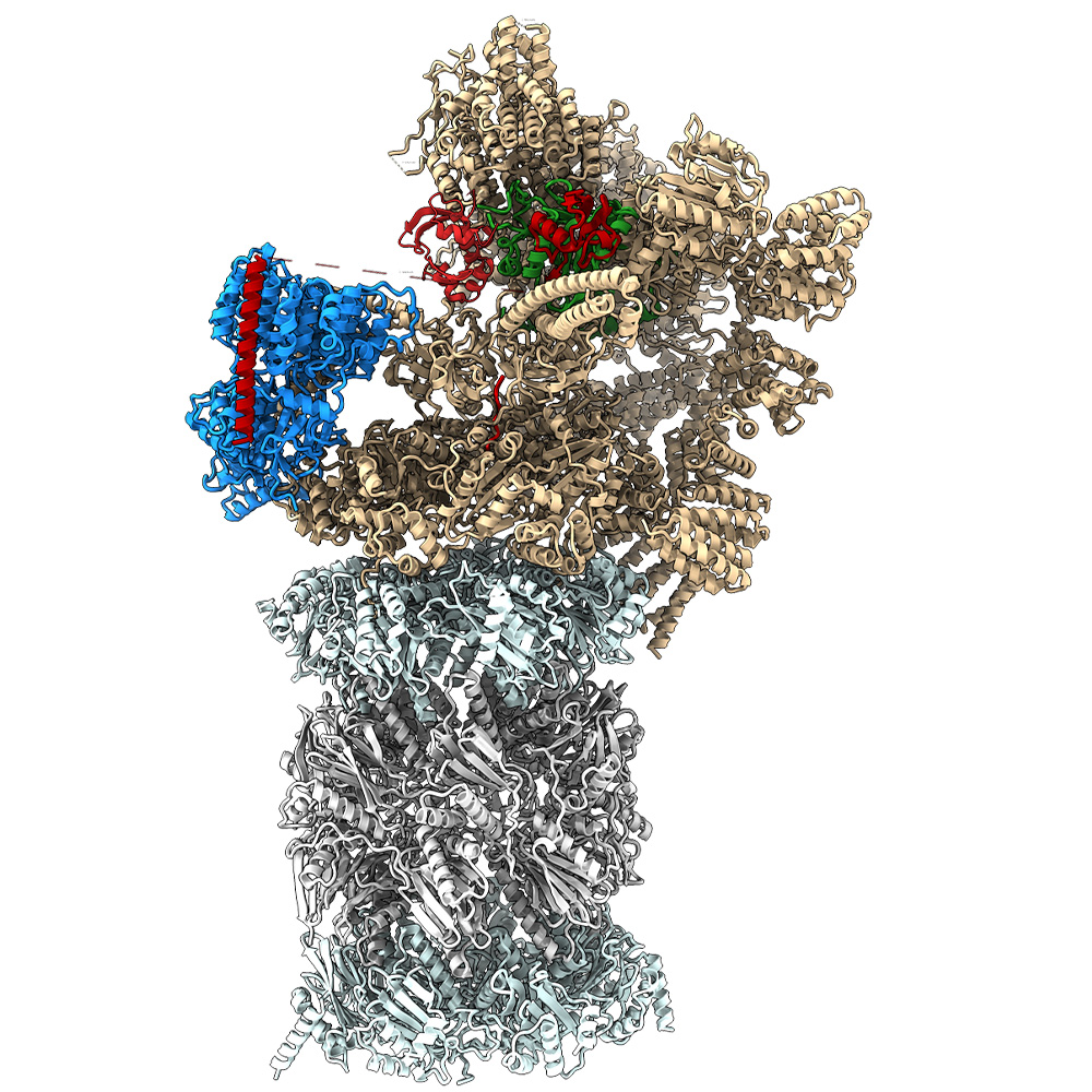 Protein pivotal for B-cell cancers gets a closer look - UT Southwestern ...