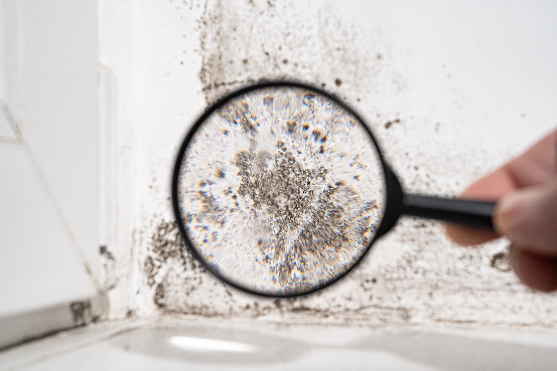 Household mold linked to inflammatory lung disease - UT Southwestern ...