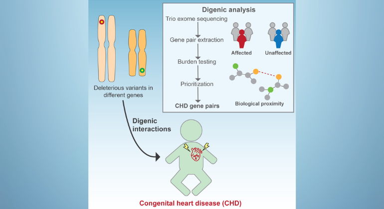 Hidden Genetic Causes of Congenital Heart Disease Identified ...