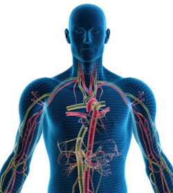 Endocrinology - Physician's Channel - Mount Sinai New York